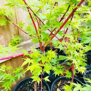 Acer Palmatum SENKAKI - Sweet Fairy Plants