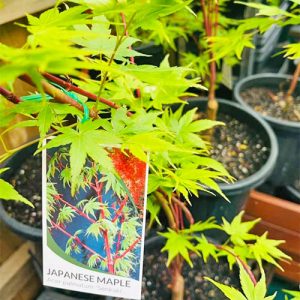 Acer Palmatum SENKAKI - Sweet Fairy Plants