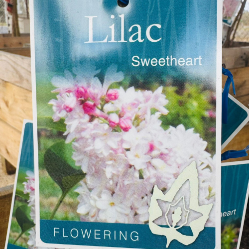 Syringa Sweet Heart - Sweet Fairy Plants