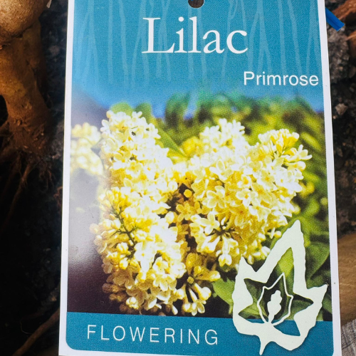 Syringa Primrose - Sweet Fairy Plants